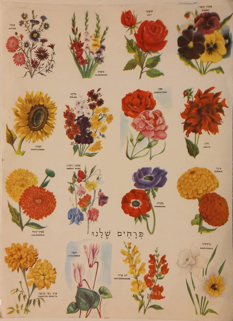 Flower Names Vintage Israeli Poster for teaching Hebrew School in first ...