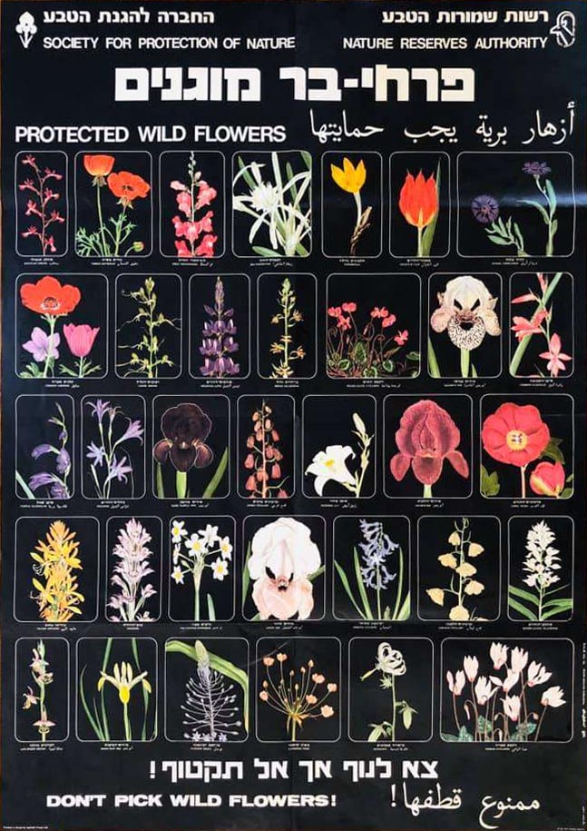 Vintage ISRAELI Poster – "Protected Wild Flowers" 1965 - VINTAGE ...